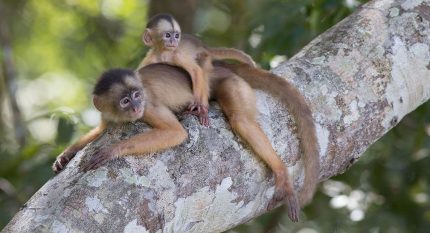 White-Fronted Capuchin | The Animal Facts | Appearance, Diet, Habitat