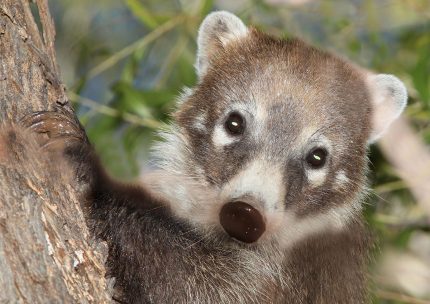 White-Nosed Coati | The Animal Facts | Appearance, Diet, Habitat