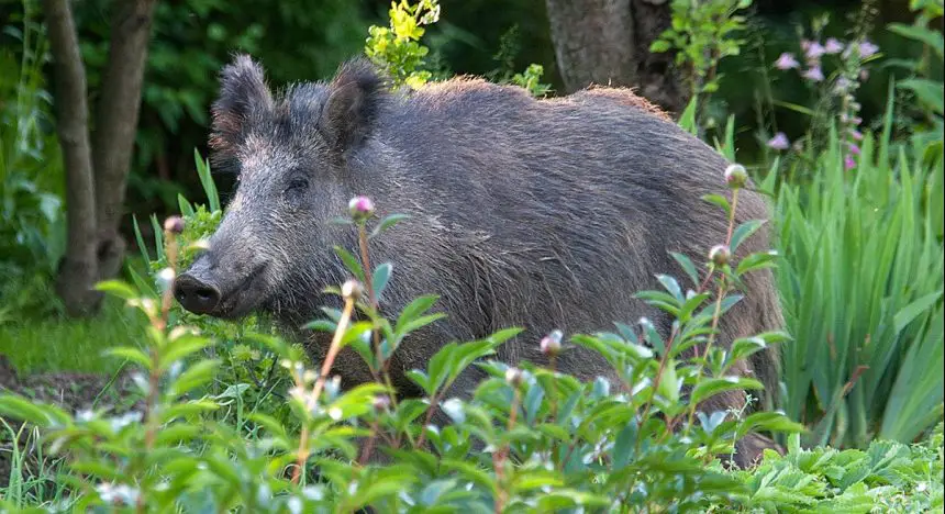 Wild Boar | The Animal Facts | Appearance, Diet, Habitat, Behavior, Range