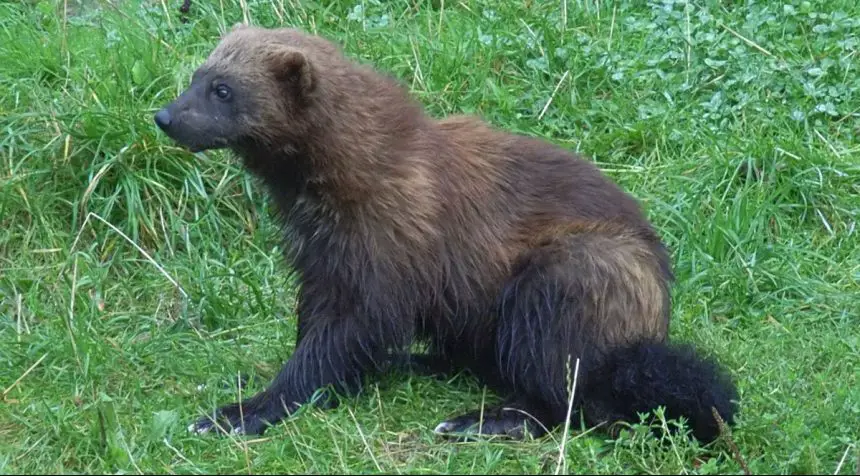 Wolverine | The Animal Facts | Appearance, Diet, Habitat, Range, Behavior