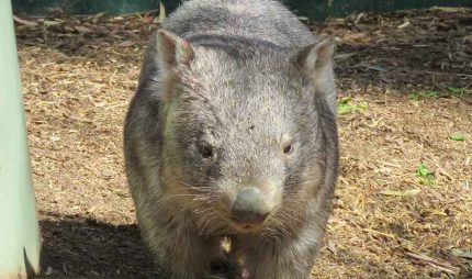 Our Top 10 Wombat Facts for International Wombat Day | The Animal Facts