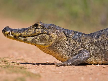 Broad-Snouted Caiman | The Animal Facts | Appearance, Diet, Habitat