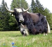 Yak | The Animal Facts