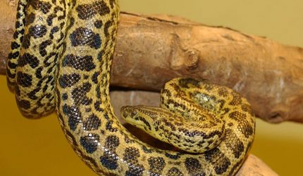 Yellow Anaconda | The Animal Facts | Appearance, Diet, Habitat, Behavior