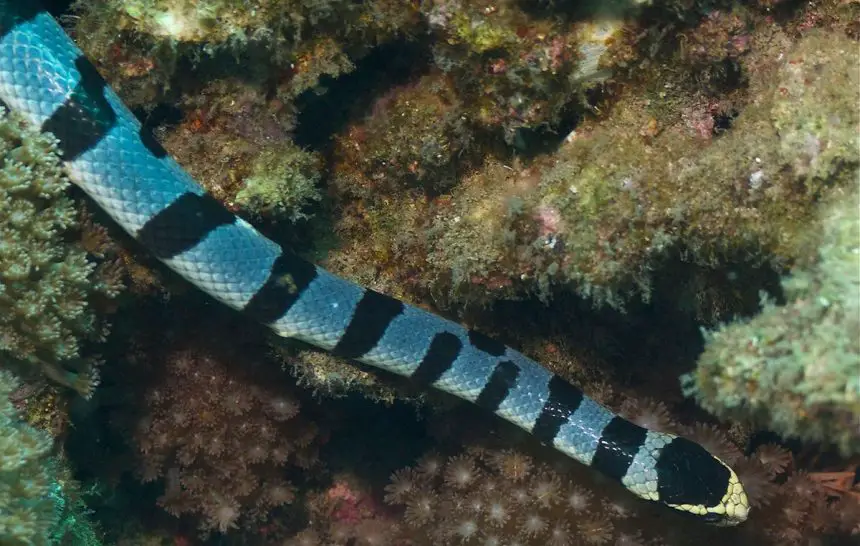 Yellow-Lipped Sea Krait | The Animal Facts | Appearance, Diet, Habitat