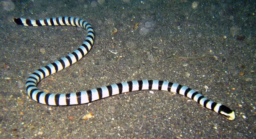 Yellow-Lipped Sea Krait | The Animal Facts | Appearance, Diet, Habitat