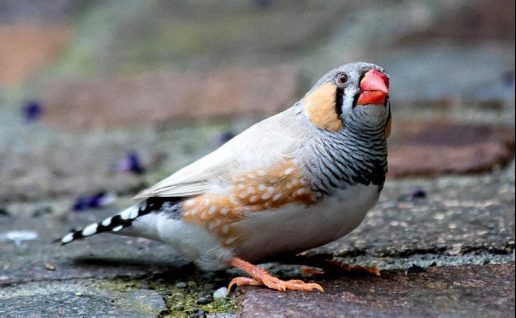 Zebra Finch | The Animal Facts | Appearance, Diet, Habitat, Behavior