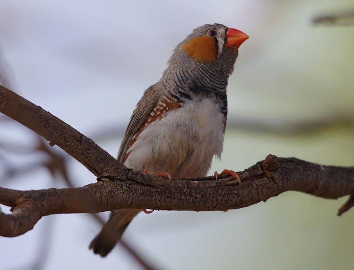 Zebra Finch | The Animal Facts | Appearance, Diet, Habitat, Behavior