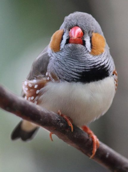 Zebra Finch | The Animal Facts | Appearance, Diet, Habitat, Behavior