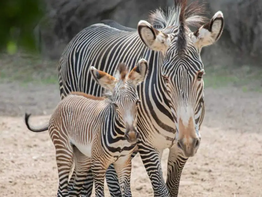 Four Zoo Atlanta Animals Find New Homes | The Animal Facts