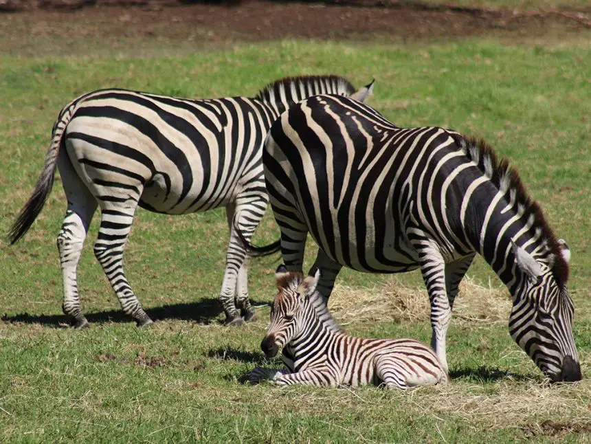 Quokka - The Animal Facts Diet, Adaptations, Behaviour, Habitat and More!