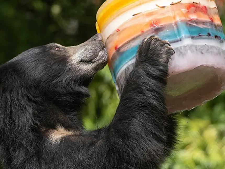 Zoo Miami Animals Have Some Fun in the Sun | The Animal Facts