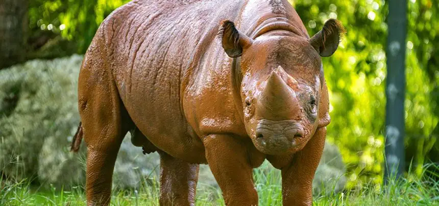 Zoo Miami Animals Have Some Fun in the Sun | The Animal Facts