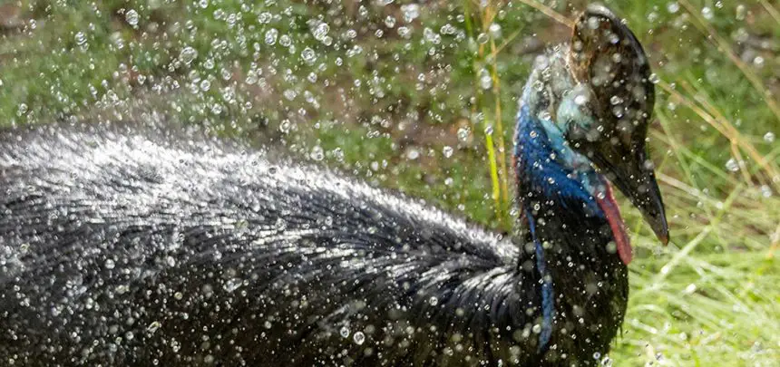 Zoo Miami Animals Have Some Fun in the Sun | The Animal Facts