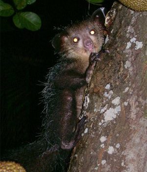 Aye Aye | The Animal Facts