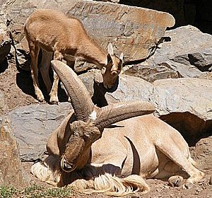 Barbary sheep | The Animal Facts