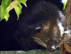 Binturong | The Animal Facts