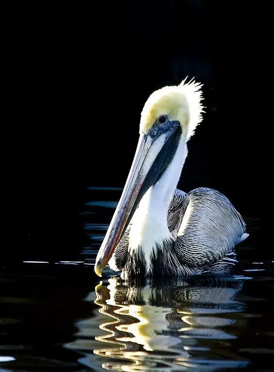 Brown Pelican | The Animal Facts Facts, Habitat, Appearance, Breeding