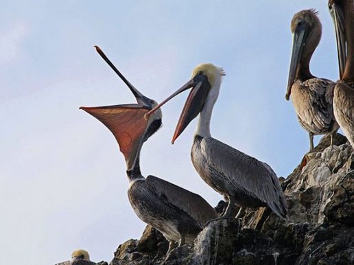 Brown Pelican | The Animal Facts Facts, Habitat, Appearance, Breeding