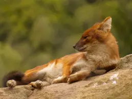 Dhole/Asian Wild Dog | The Animal Facts Diet, Habitat, Appearance