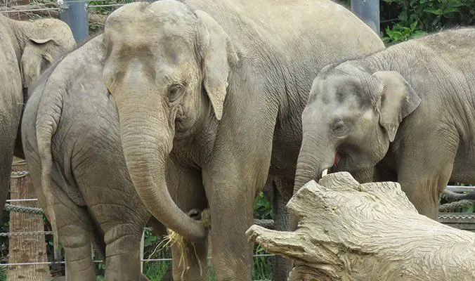 Oakland Zoo Mourn Passing of African Elephant, Lisa