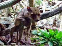 Fossa | The Animal Facts