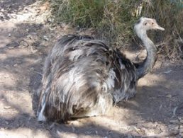 Greater Rhea
