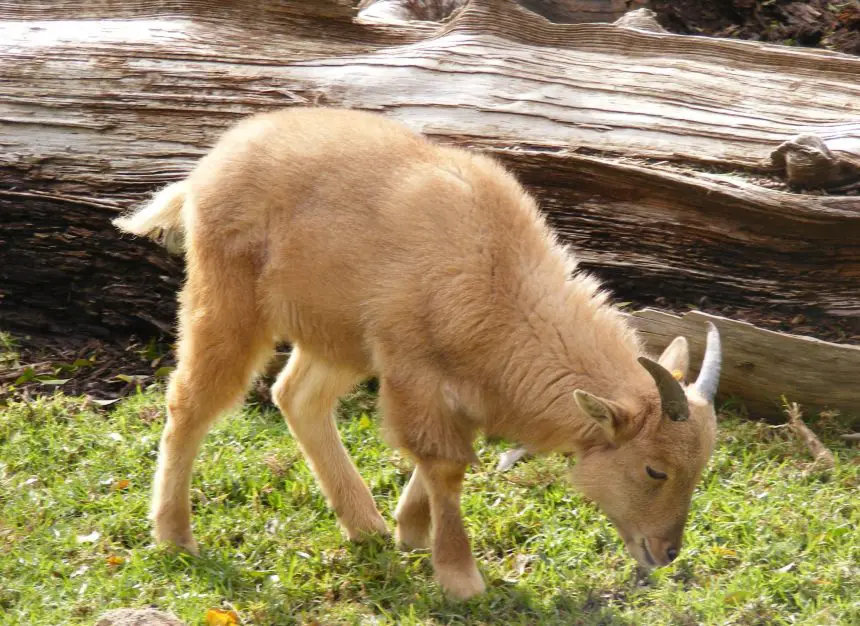 Barbary sheep | The Animal Facts