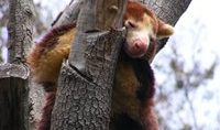 Woodland Park Zoo Introduce Matschie’s Tree Kangaroo Joeys