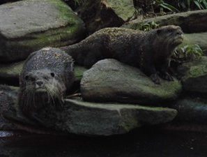 African Clawless Otter - The Animal Facts - Appearance, Diet, Habitat