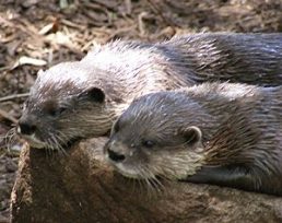 Otter | The Animal Facts