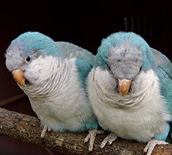 Quaker Parrot