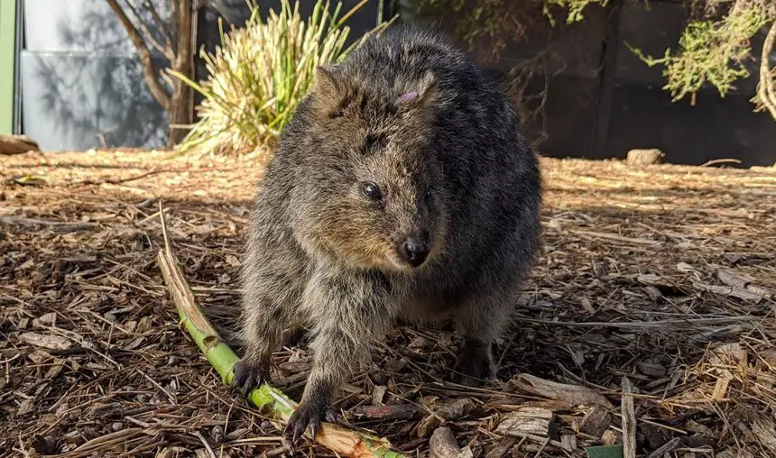 Quality Quokkas the Newest Residents at Australia Zoo | The Animal Facts
