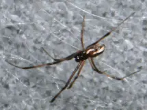 Redback Spider | The Animal Facts | Habitat, Diet, Breeding, Lifespan