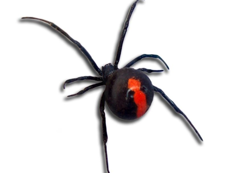 Invertebrates | The Animal Facts