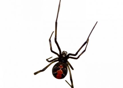 Redback Spider | The Animal Facts | Habitat, Diet, Breeding, Lifespan