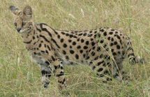 Serval | The Animal Facts