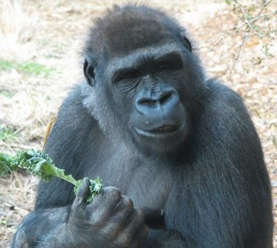 Western Lowland Gorilla | The Animal Facts