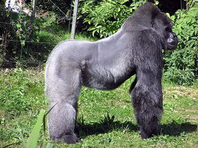 Western Lowland Gorilla | The Animal Facts